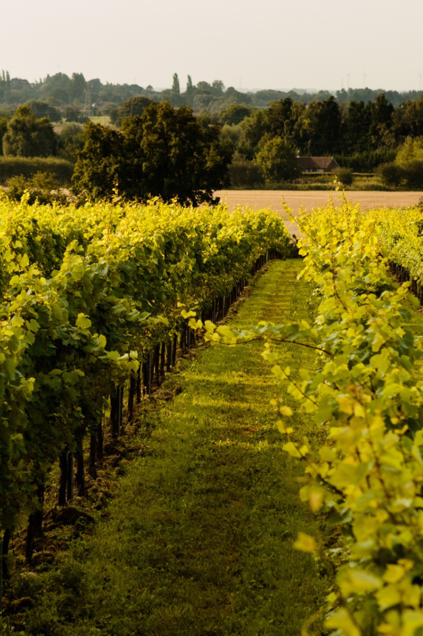 Andreas Antona | Gusbourne Wine Dinner